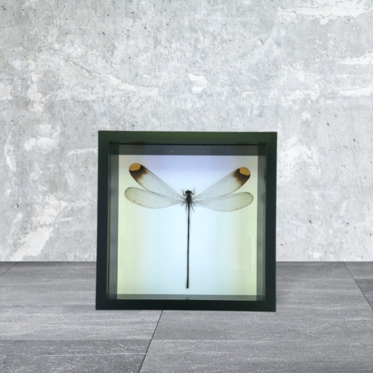 Microstigma rotundatum | Bailey's Cabinet of Curiosities